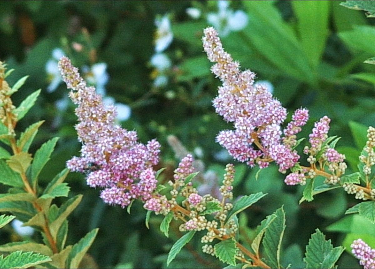 SPIRAEA TOMENTOSA (steeplebush) - Six (6) Plants